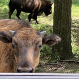 White Bison Loop, Missouri - 2,596 Reviews, Map | AllTrails