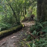 Forest Park Ridge Trail, Oregon - 1,267 Reviews, Map | AllTrails