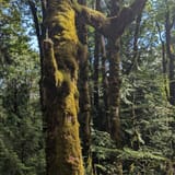 Forest Park Ridge Trail, Oregon - 1,320 Reviews, Map | AllTrails