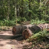 Forest Park Ridge Trail, Oregon - 1,320 Reviews, Map | AllTrails