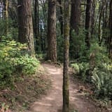 Forest Park Ridge Trail, Oregon - 1,320 Reviews, Map | AllTrails