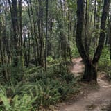 Forest Park Ridge Trail, Oregon - 1,320 Reviews, Map | AllTrails