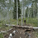 Box Lake Trail, Utah - 28 Reviews, Map | AllTrails