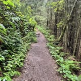 Clatsop Loop Trail from Indian Beach, Oregon - 3,103 Reviews, Map ...