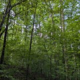 Bridge Loop Trail and Lake Loop Trail, Georgia - 899 Reviews, Map ...
