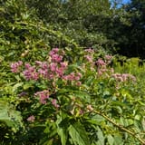 Capen Hill Nature Sanctuary, Massachusetts - 225 Reviews, Map | AllTrails