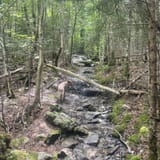 Mount Adams via Air Line Trail, New Hampshire - 763 Reviews, Map ...