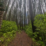 Judd Trail, Oahu, Hawaii - 2,816 Reviews, Map | AllTrails