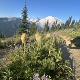 Silver Forest Trail, Washington - 566 Reviews, Map | AllTrails