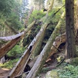 Skookum Flats Trail, Washington - 1,007 Reviews, Map | AllTrails