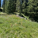 Kebler Pass / Irwin Lake, Colorado - 355 Reviews, Map | AllTrails