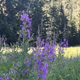 Timberline Lodge to Zig Zag Canyon, Oregon - 2,264 Reviews, Map | AllTrails