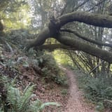 Bill's Trail to Mount Barnabe Peak Loop, California - 595 Reviews, Map ...
