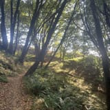 Bill's Trail to Mount Barnabe Peak Loop, California - 595 Reviews, Map ...