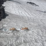 Muir Snowfield Ski Tour, Washington - 1,607 Reviews, Map | AllTrails