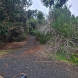Nikau Walk and Kaniwhaniwha Cave, Waikato, New Zealand - 209 Reviews ...