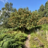 The Drake Stone and Harbottle Castle Circular, Northumberland, England ...