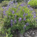 Barrett Spur via Vista Ridge and Wy'east Basin Trail, Oregon - 218 ...