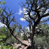 Fatmans Loop Trail, Arizona - 5,830 Reviews, Map | AllTrails