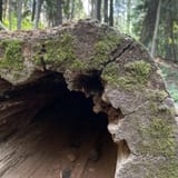 Idler's Rest Nature Preserve, Idaho - 294 Reviews, Map | AllTrails