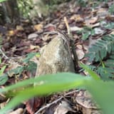 Lind Point Trail to Honeymoon Beach, Saint John, US Virgin Islands ...
