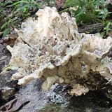 Gold Mine Loop Trail, Maryland - 991 Reviews, Map | AllTrails