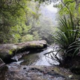 Coomera Circuit Walk, Queensland, Australia - 1,395 Reviews, Map ...