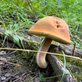 Siler Bald via Appalachian Trail, North Carolina - 823 Reviews, Map ...