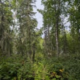 Talkeetna Lake Trail, Alaska - 776 Reviews, Map | AllTrails