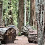 Stout Memorial Grove Trail, California - 3,072 Reviews, Map | AllTrails