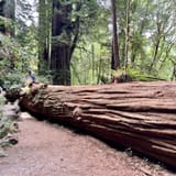 Stout Memorial Grove Trail, California - 3,072 Reviews, Map | AllTrails