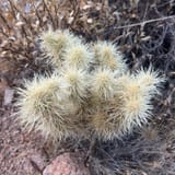 Dixie Mine, Arizona - 992 Reviews, Map | AllTrails