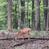 Coopers Rock State Forest Loop, West Virginia - 740 Reviews, Map ...