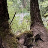 Ancient Groves Nature Trail, Washington - 941 Reviews, Map | AllTrails