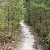 Batsto Lake Trail, New Jersey - 1,834 Reviews, Map | AllTrails