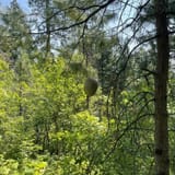 Mount Emily Recreation Area Loop, Oregon - 246 Reviews, Map | AllTrails