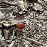 Conestoga Trail: Speedwell Forge Lake, Pennsylvania - 192 Reviews, Map ...