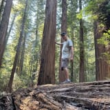 Rockefeller Loop Trail, California - 669 Reviews, Map | AllTrails