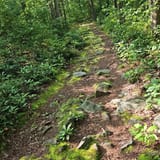 Wolf Rocks Trail, Pennsylvania - 1,542 Reviews, Map | AllTrails