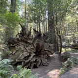 Founders Grove Nature Trail, California - 1,294 Reviews, Map | AllTrails