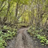 Triple Tree Trail, Montana - 1,406 Reviews, Map | AllTrails