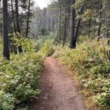 Triple Tree Trail, Montana - 1,406 Reviews, Map | AllTrails