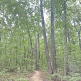 Hickory Ridge Outer Trail, Tennessee - 381 Reviews, Map | AllTrails