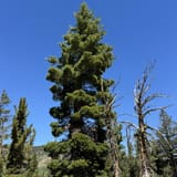 Chickadee Ridge via Tahoe Rim Trail, Nevada - 2,831 Reviews, Map ...