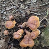 Peter's Creek Heritage Trail, South Carolina - 359 Reviews, Map | AllTrails