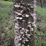 Peter's Creek Heritage Trail, South Carolina - 359 Reviews, Map | AllTrails