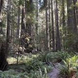 Founders Grove Nature Trail, California - 1,309 Reviews, Map | AllTrails