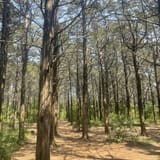 Parallel Forest Trail, Oklahoma - 408 Reviews, Map | AllTrails
