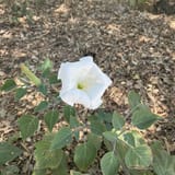 Lower Arroyo Seco Trail, California - 2,180 Reviews, Map | AllTrails