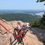 Hawk Rock Loop, Pennsylvania - 1,559 Reviews, Map | AllTrails